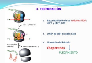 Mecanismos genéticos moleculares básicos 2 | PPT