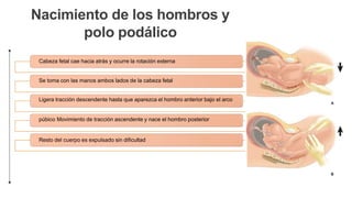 Mecanismos, Periodos y vigilancia del trabajo.pptx