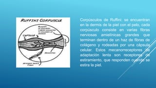 Mecanoreceptores | PPTX