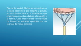 Mecanoreceptores | PPTX