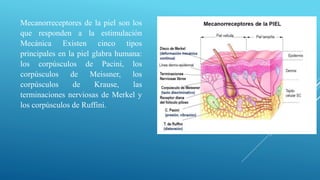 Mecanoreceptores | PPTX