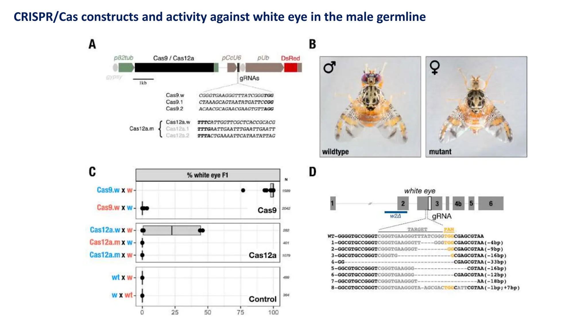 Meccariello Et Al 2021 Engineered Sex Ratio Distortion By X Shredding