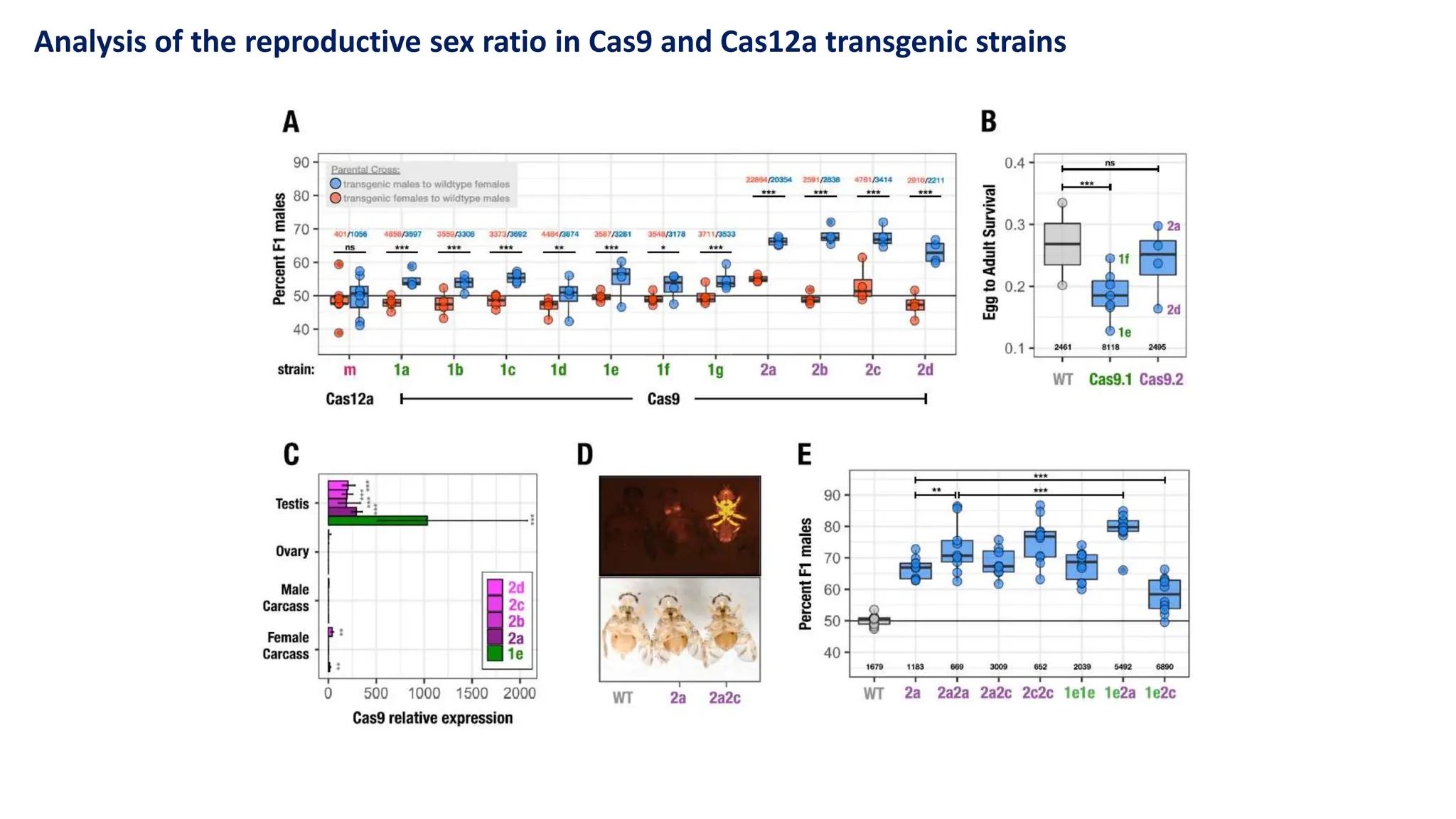 Meccariello Et Al 2021 Engineered Sex Ratio Distortion By X Shredding