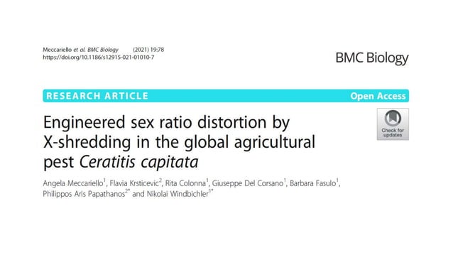 Meccariello Et Al 2021 Engineered Sex Ratio Distortion By X Shredding Pptx