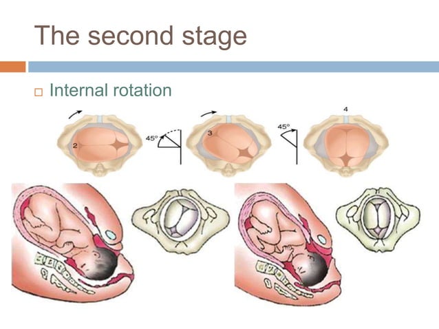 Mechanism of normal labour | PPT