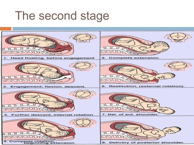 Mechanism of normal labour | PPT