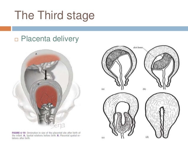 Mechanism of normal labour