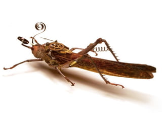 Mechanical Insects | PPT