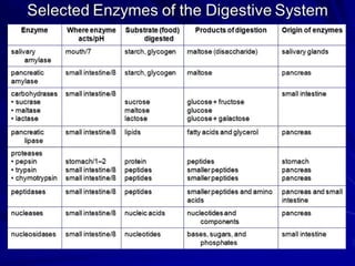 Mechanical and Chemical digestion (1).pptx