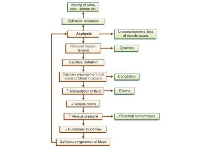 Mechanical asphyxia 1 | PPTX | Blood Disorders | Diseases and Conditions