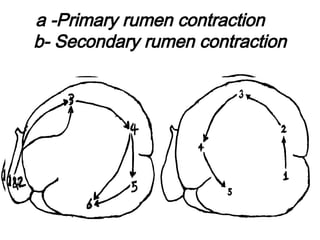 Mechanical digestion.pdfx/xv.d,vdvdvdvazl' | PPT