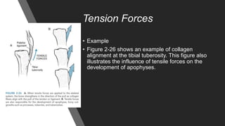 Mechanical Properties Of Bone | PPTX