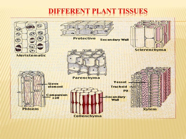 Mechanical tissues | PPT