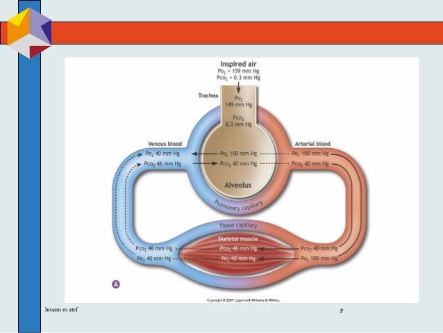Mechanical ventilation gas exchange 2 | PPT