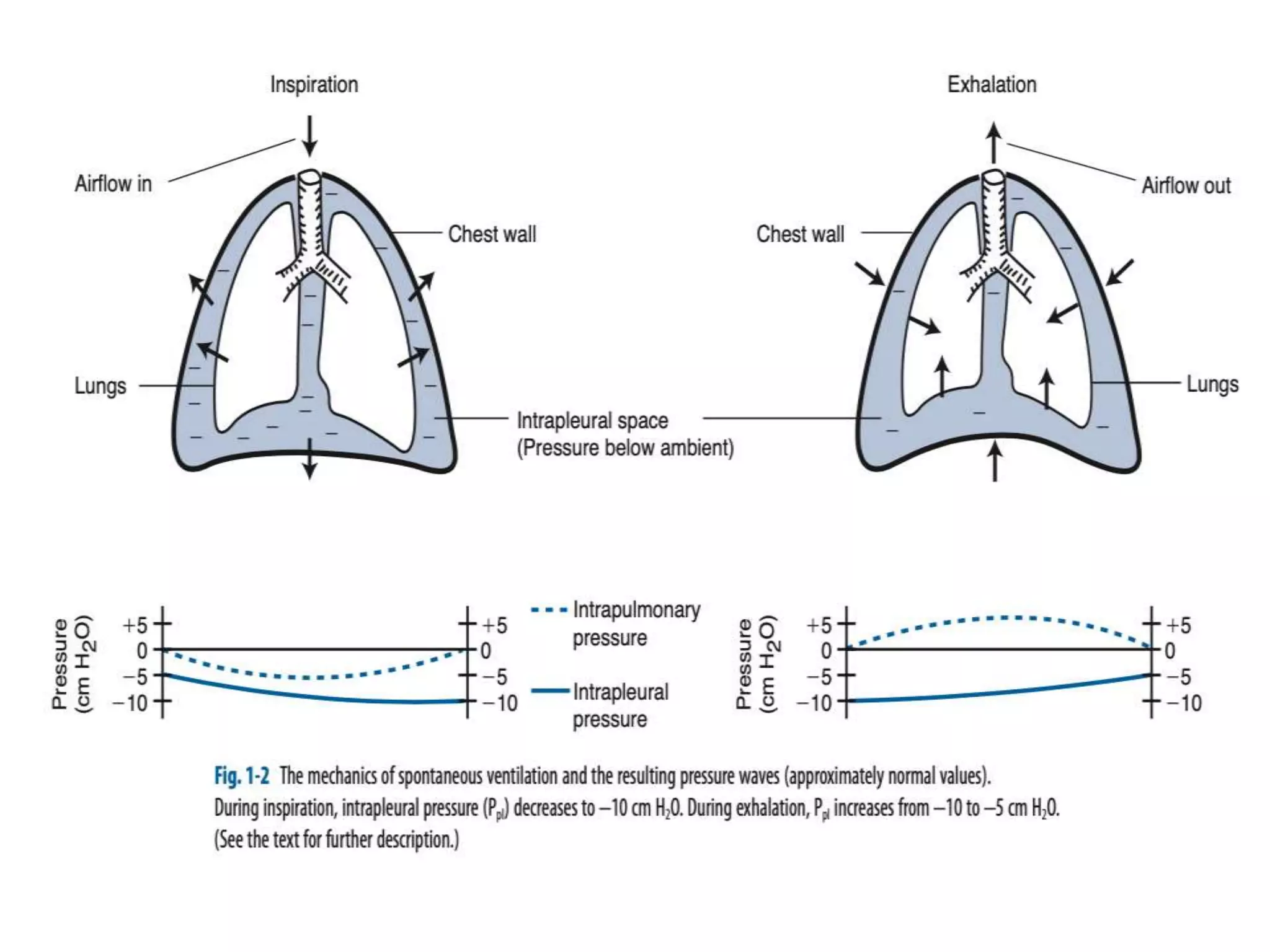 Mechanical ventilation Basics and waveforms | PPTX