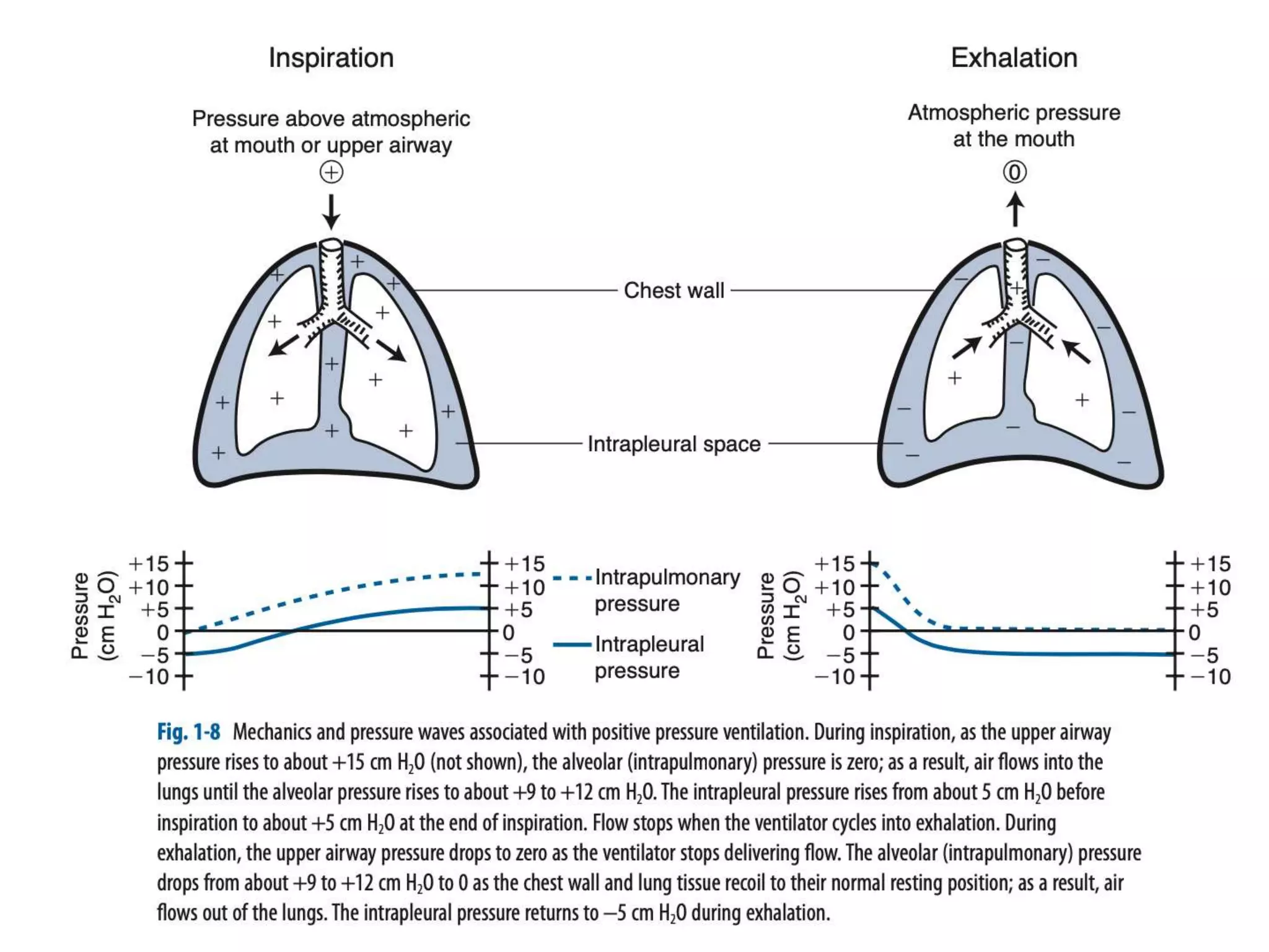 Mechanical ventilation Basics and waveforms | PPTX