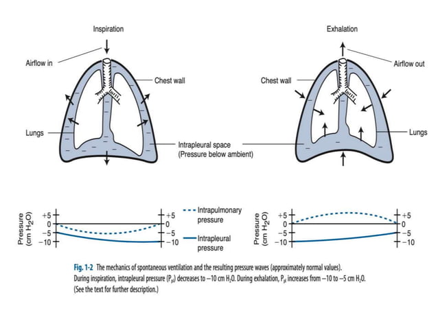 Mechanical ventilation Basics and waveforms | PPTX | Lung and ...