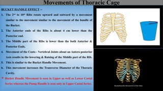 mechanics and the pathway of the Enzymes | PPTX | Lung and Respiratory ...