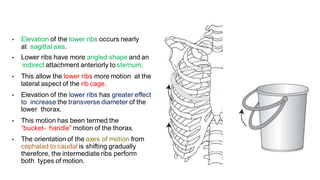 Mechanics of breathing for mbbs students1 .pdf