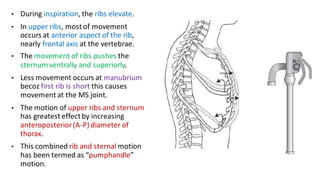 Mechanics of breathing for mbbs students1 .pdf