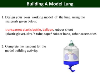 Mechanics of breathing | PPT