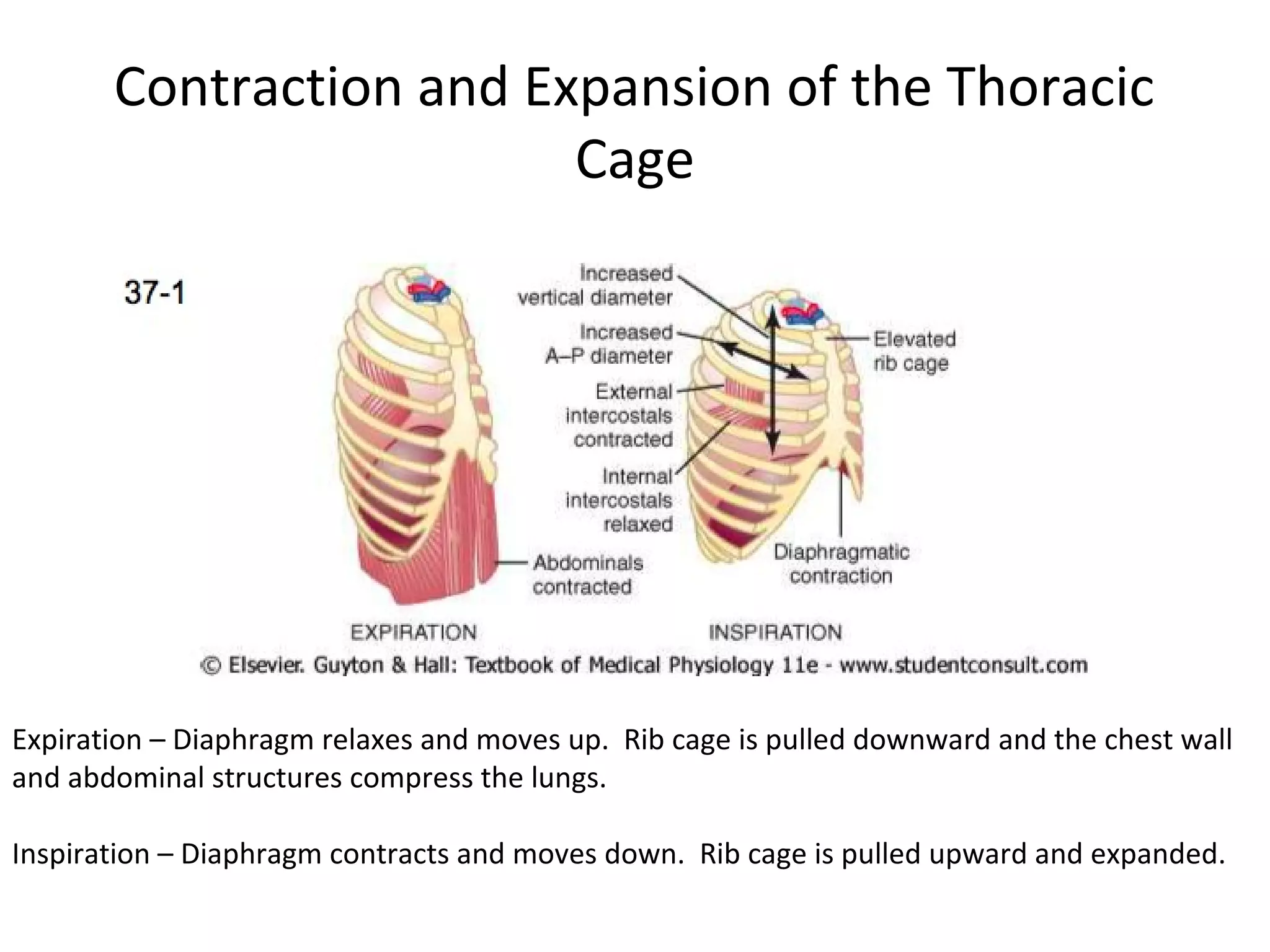 Mechanics of breathing | PPT