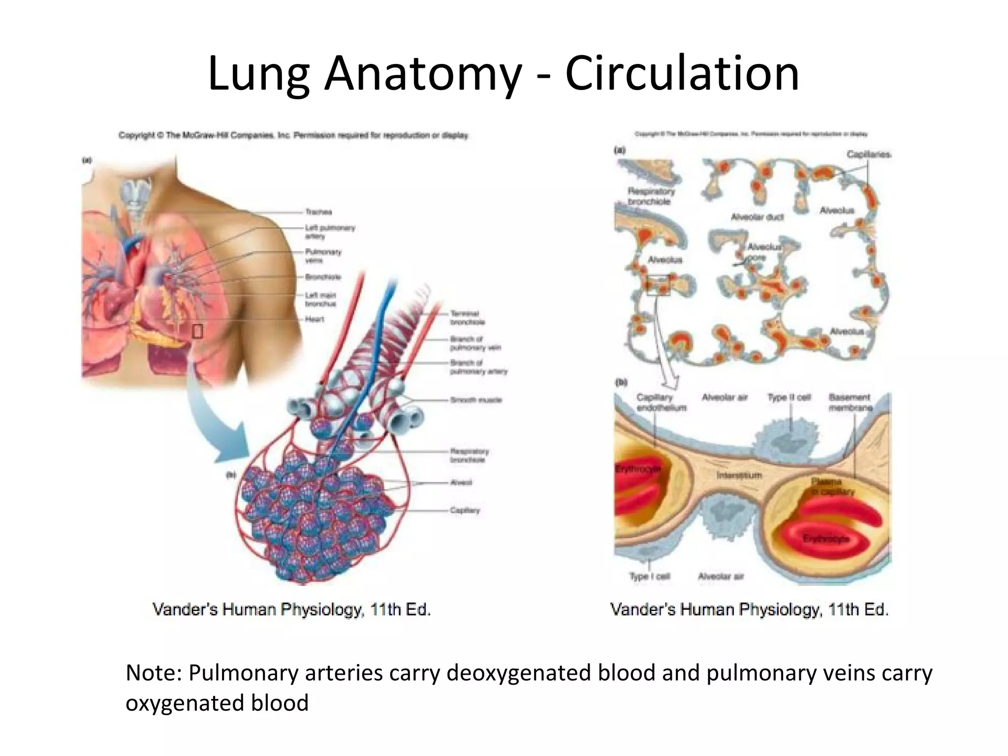 Mechanics of breathing | PPT