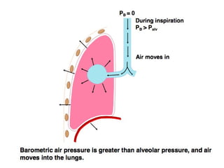 Mechanics of breathing | PPT