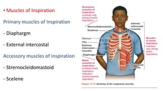 Mechanics of breathing FOR DENTAL STUDENTS | PPTX