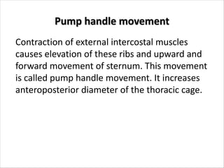 Mechanics of breathing BY MIN^ED ACADEMY | PDF