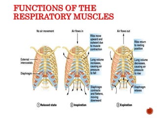 Mechanics of Breathing imp copy.pptx