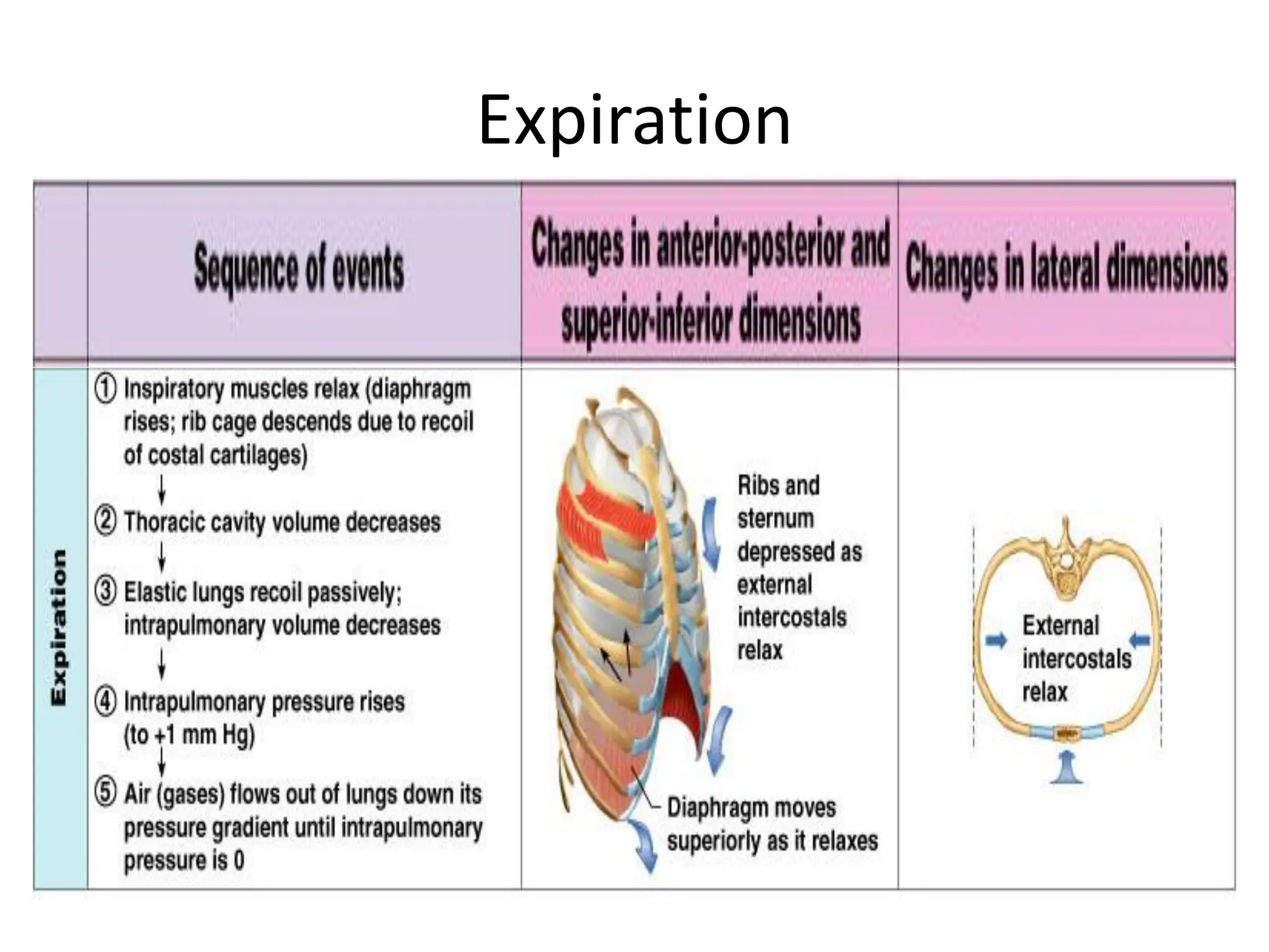 Mechanics_of_Breathing_(Pulmonary Ventilation)_Physiology_16-11-2018.pdf