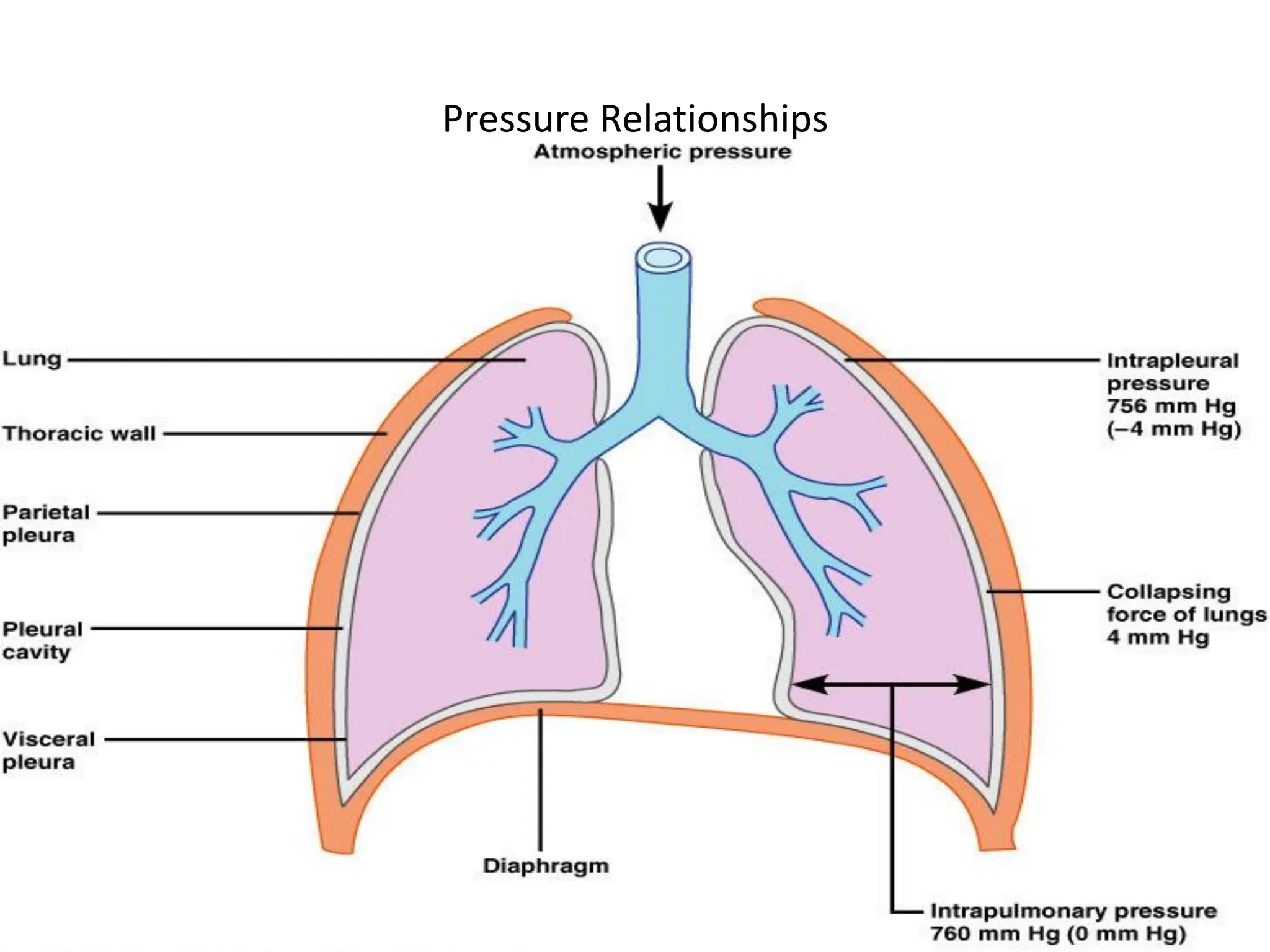 Mechanics_of_Breathing_(Pulmonary Ventilation)_Physiology_16-11-2018.pdf