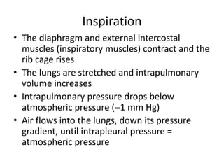 Mechanics_of_Breathing_(Pulmonary Ventilation)_Physiology_16-11-2018.pdf