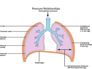 Mechanics_of_Breathing_(Pulmonary Ventilation)_Physiology_16-11-2018.pdf