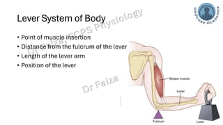 Mechanics of Muscle contraction_Lever system | PDF