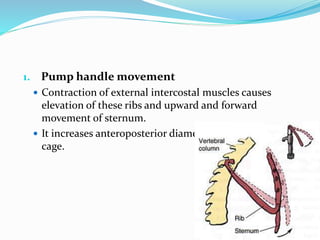 Mechanics of respiration 1 | PPTX | Lung and Respiratory Health ...