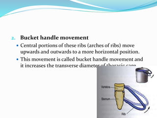 Mechanics of respiration 1 | PPTX | Lung and Respiratory Health ...