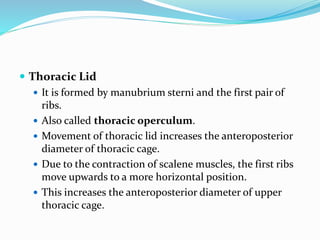 Mechanics of respiration 1 | PPTX | Lung and Respiratory Health ...