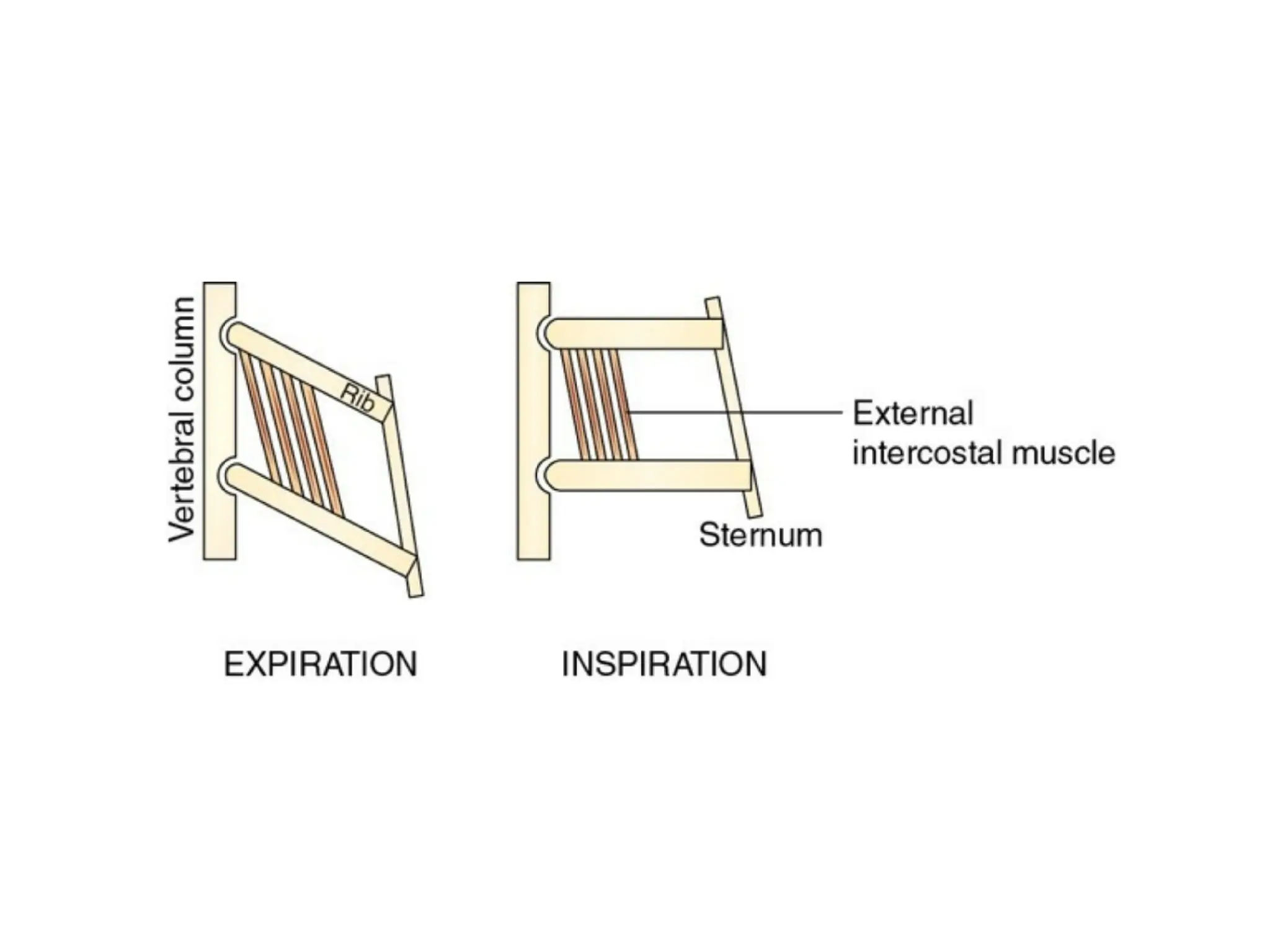 mechanics of respiration inspiration and expiration.pptx