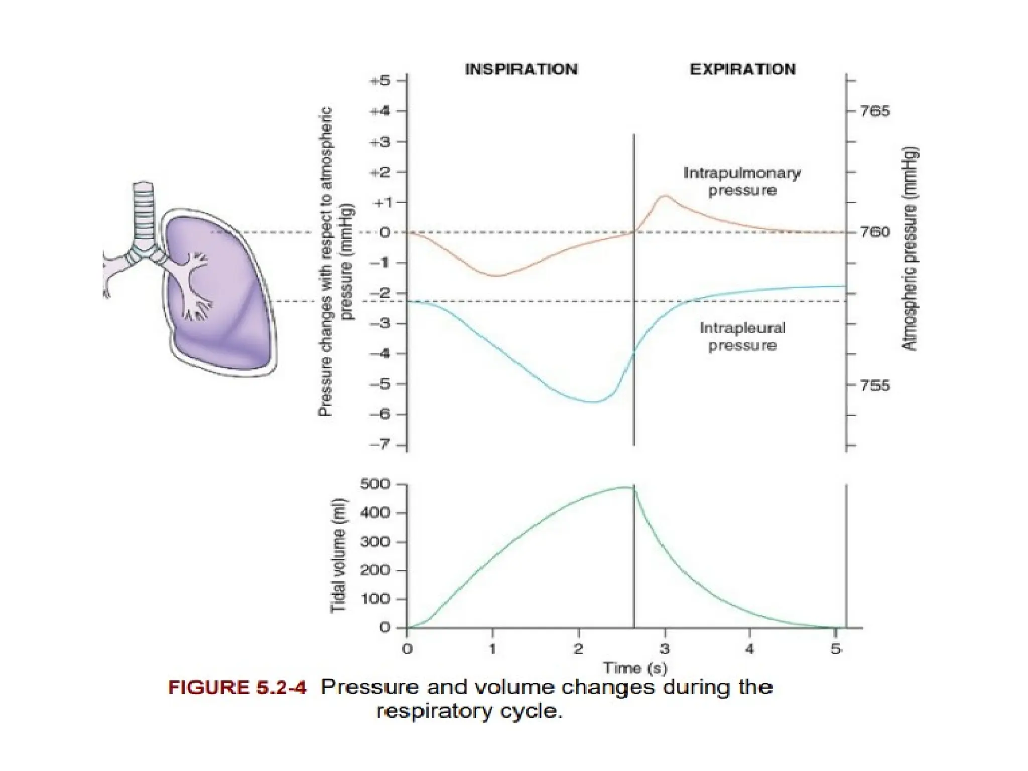 mechanics of respiration inspiration and expiration.pptx