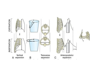 mechanics of respiration inspiration and expiration.pptx