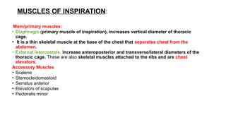 Mechanics of Respiration & Work of breathing 24.9.24.pptx