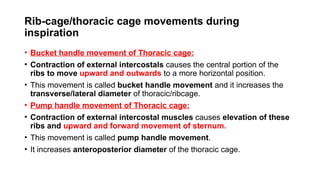 Mechanics of Respiration & Work of breathing 24.9.24.pptx