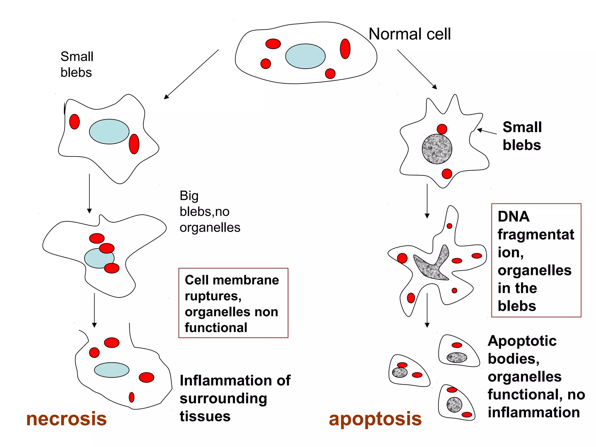 Mechanism cell deaths | PPT