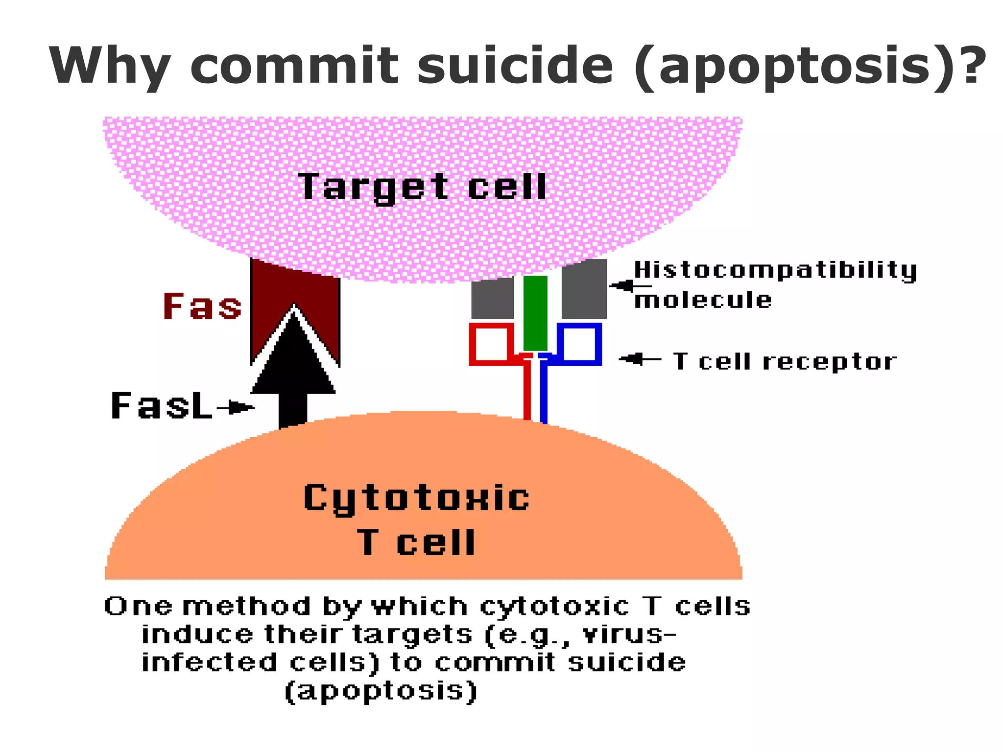 Mechanism cell deaths | PPT