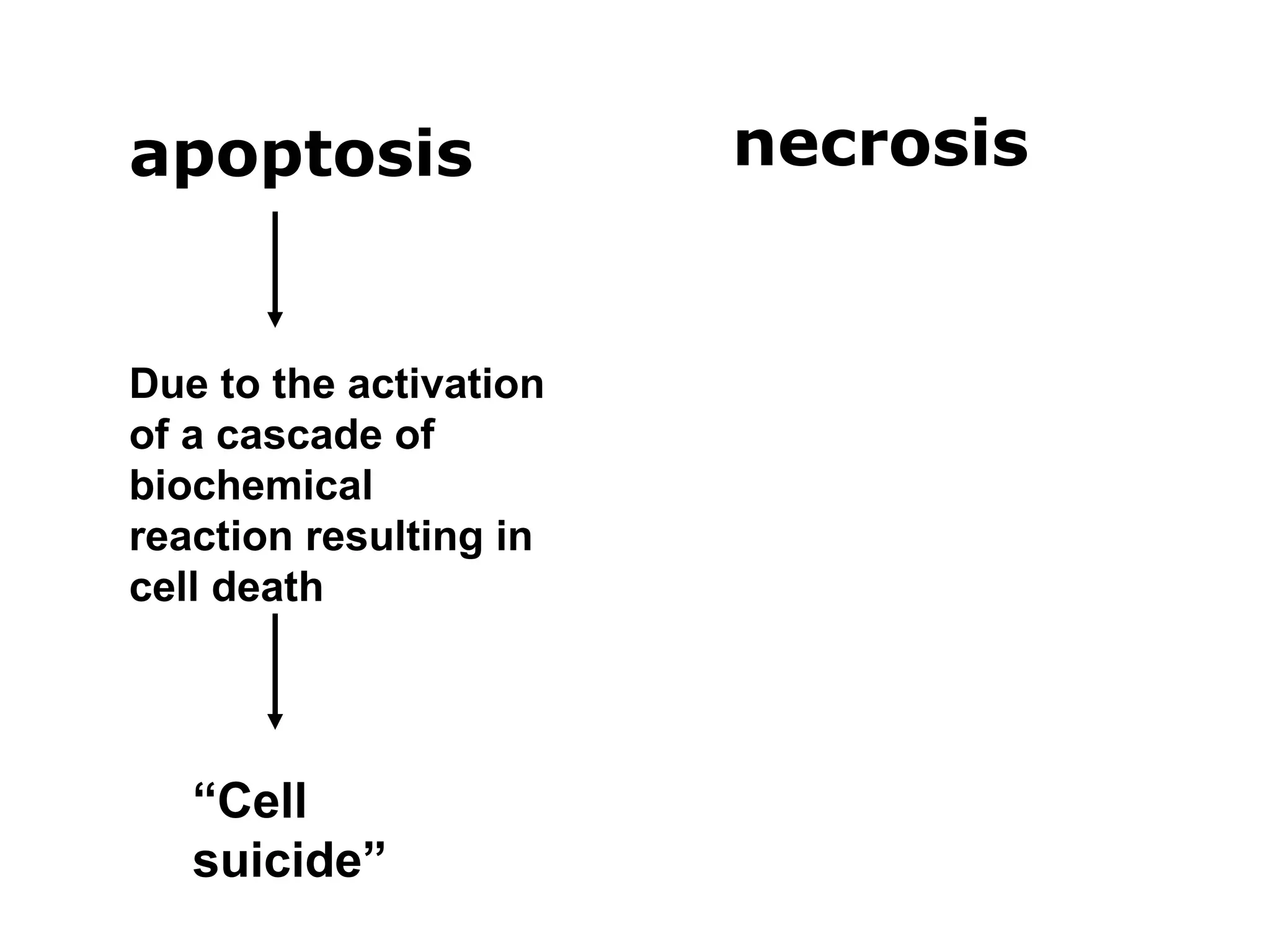 Mechanism cell deaths | PPT
