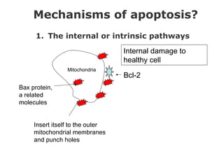 Mechanism cell deaths | PPT