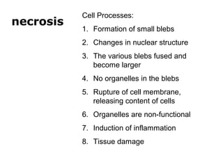 Mechanism cell deaths | PPT