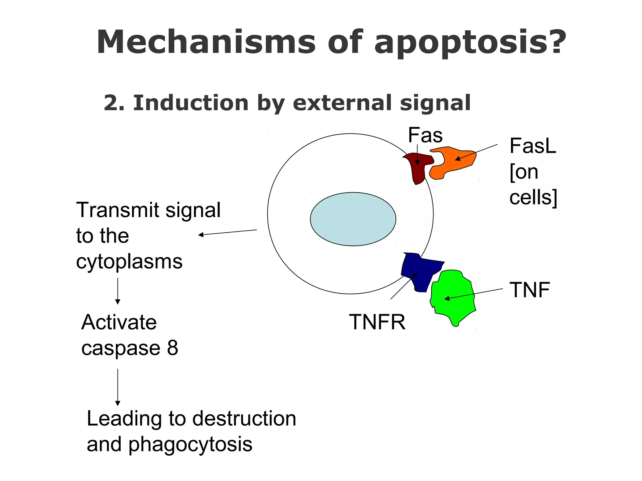 Mechanism cell deaths | PPT